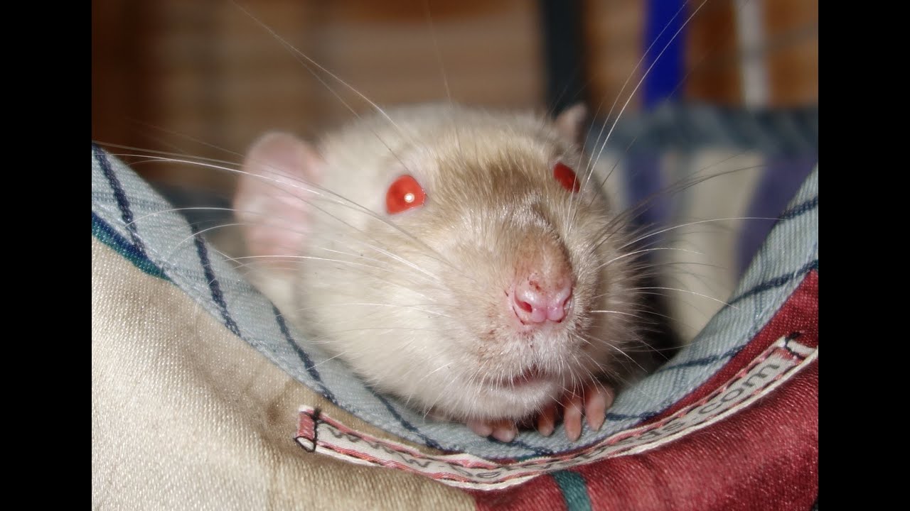 Theo the rat and his love of water - YouTube