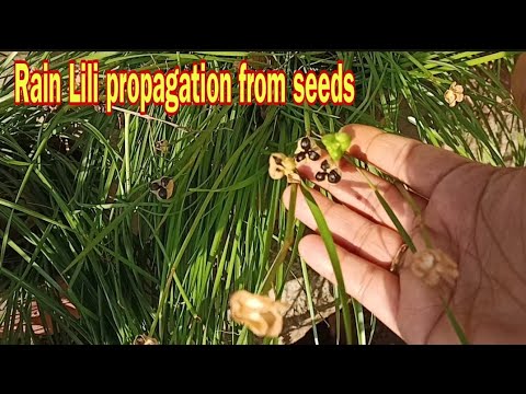 How to grow Rain Lili from seeds/ Rain Lili propagation from seeds ...
