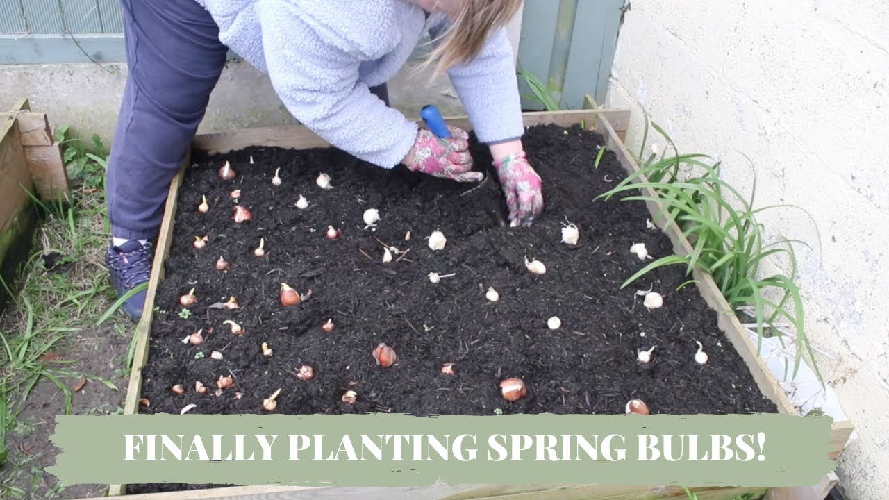 Finally planting my spring bulbs! - YouTube