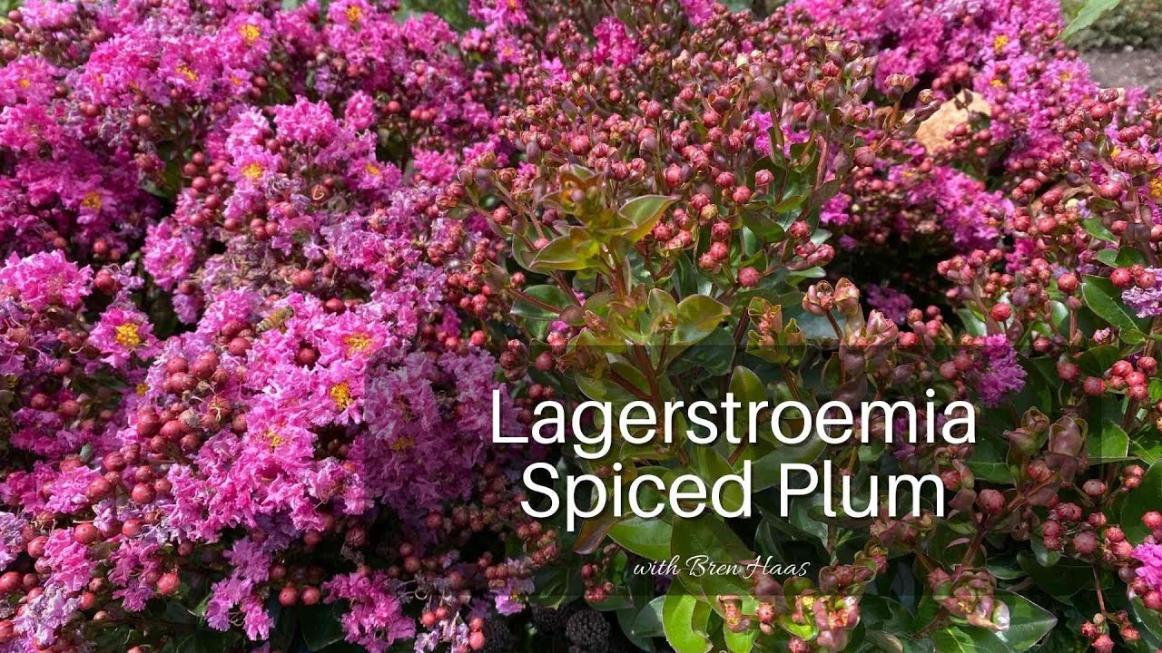 Lagerstroemia Spiced Plum - YouTube