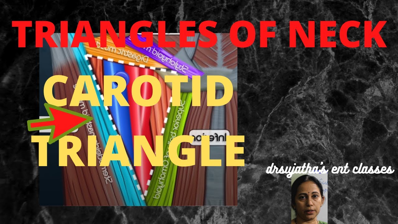 110.Triangle of neck anatomy #anterior triangle neck # Carotid triangle ...