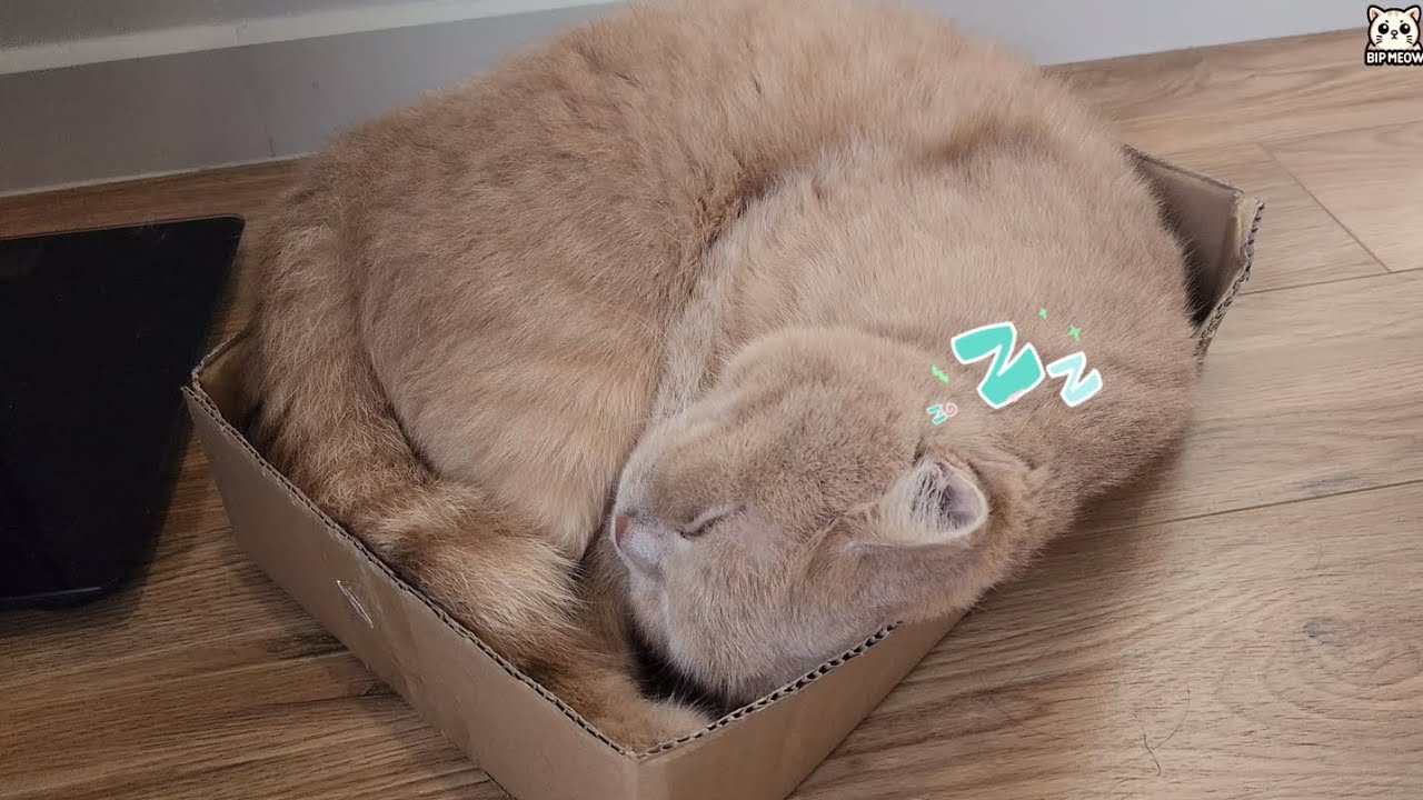 BIP MEOW Cute Sleeps in Box | Bip Meow Channel - YouTube