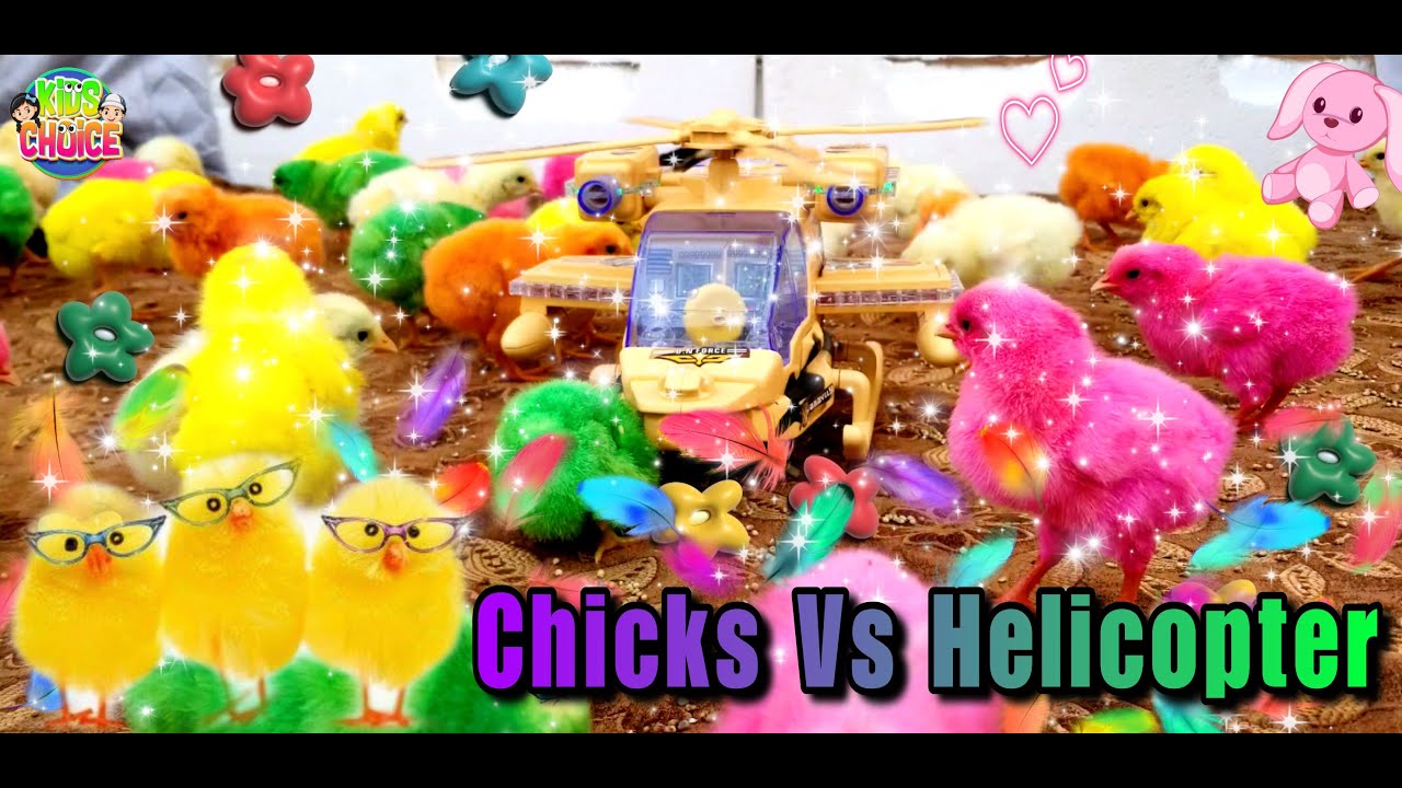 Beautiful Hen Chicks Vs Helicopter | Beautiful Murghi Chicks Playing ...
