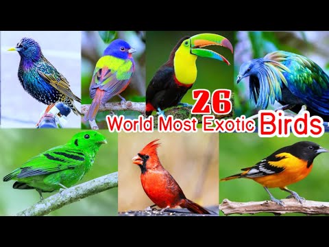 LET'S LEARN A to Z EXOTIC BIRD NAMES | LEARN ALPHABET | EXOTIC BIRDS ...