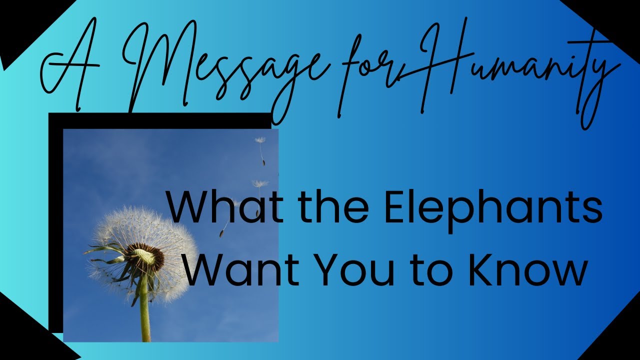 The Elephants Heart: Sharing Their Message to Humanity - YouTube