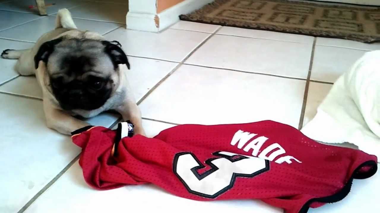 Buddy the Mischievous Pug: BEAT THE HEAT! - YouTube