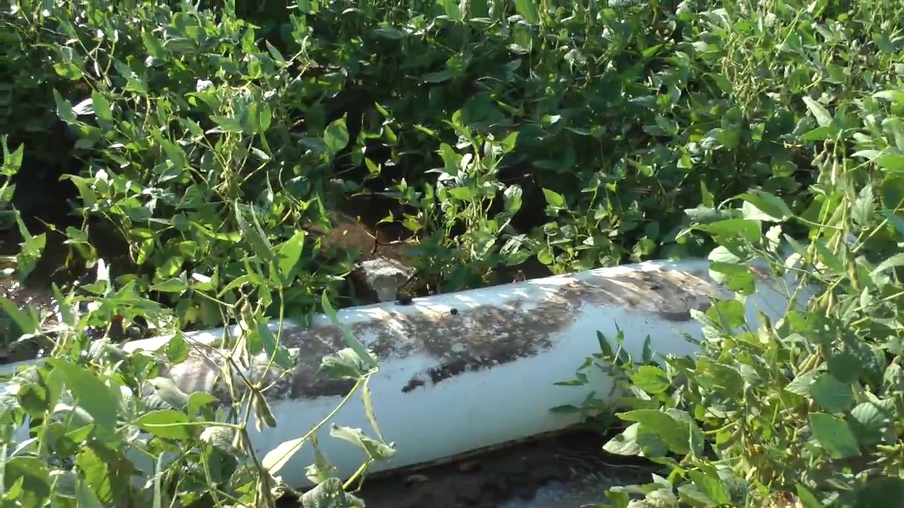 Poly-Pipe (or furrow) irrigation of soybeans on farm 2981, Mississippi ...