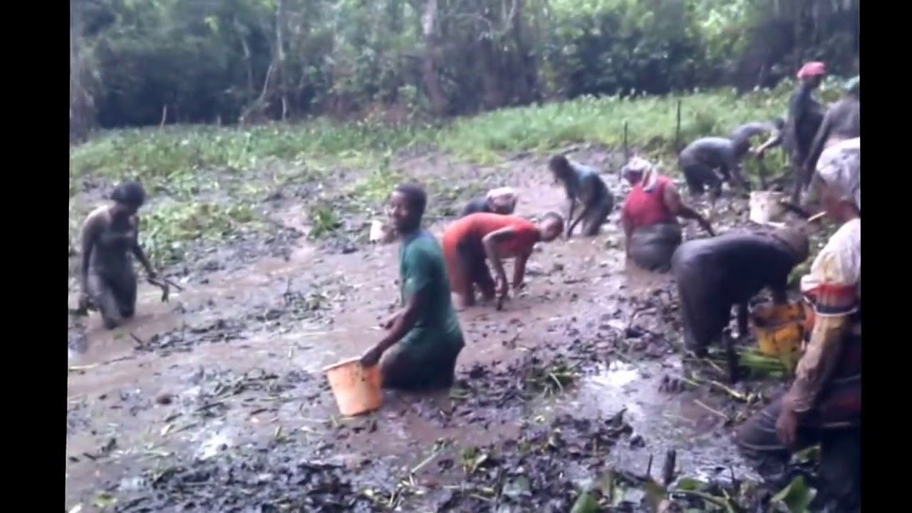 LIKOUALA AUX HERBES - YouTube