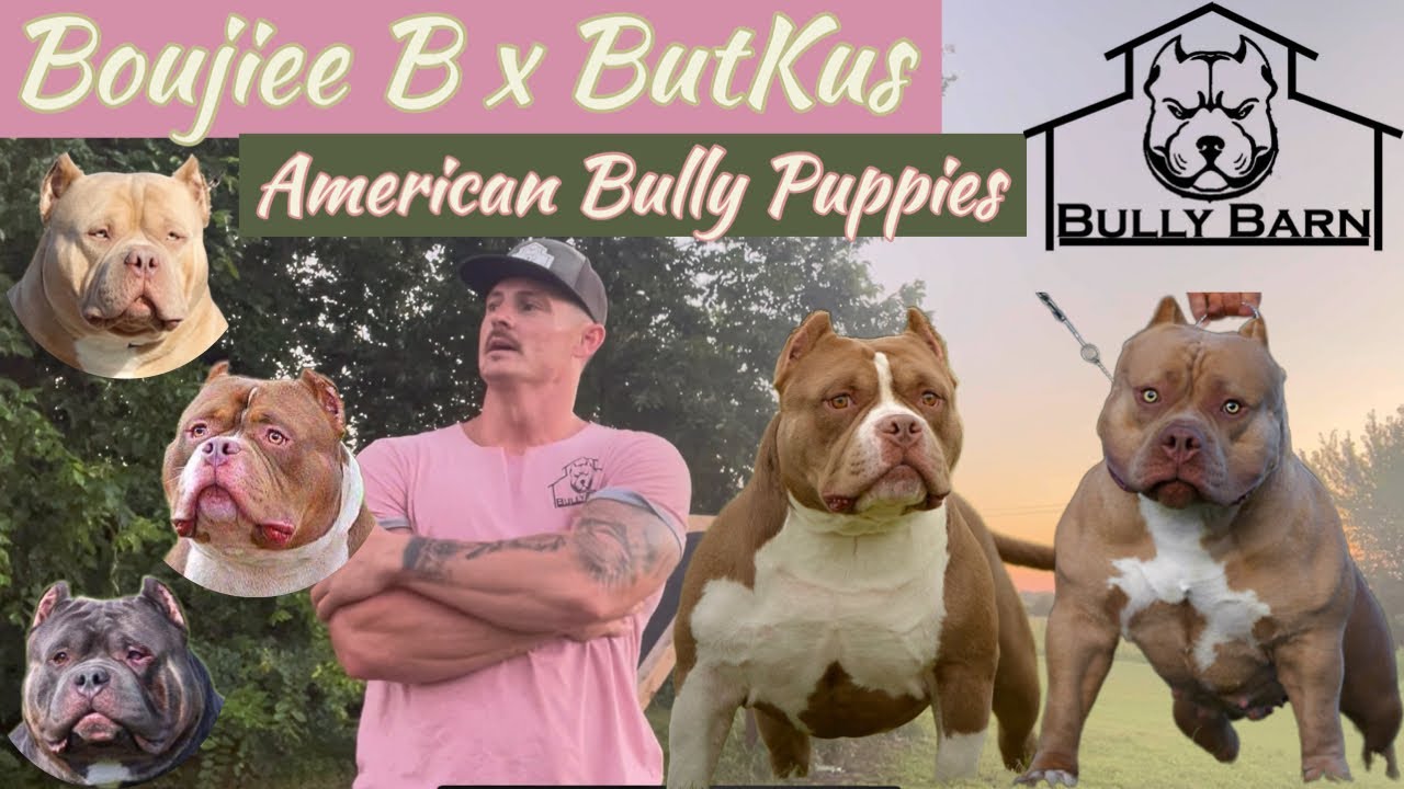 Boujiee B x Dual GrCh Butkus litter. Inbred Sampson meets Rocko and ...