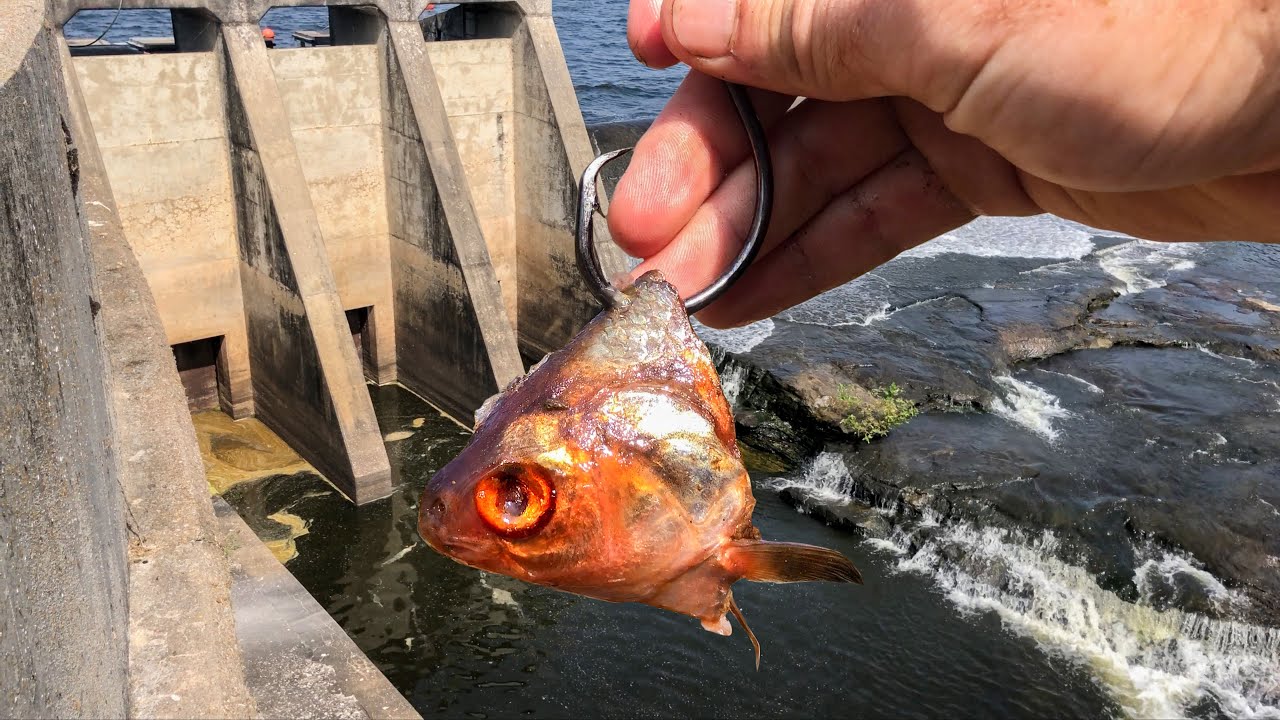 This Spillway is Holding GIANT Fish!!! (New PB!) - YouTube