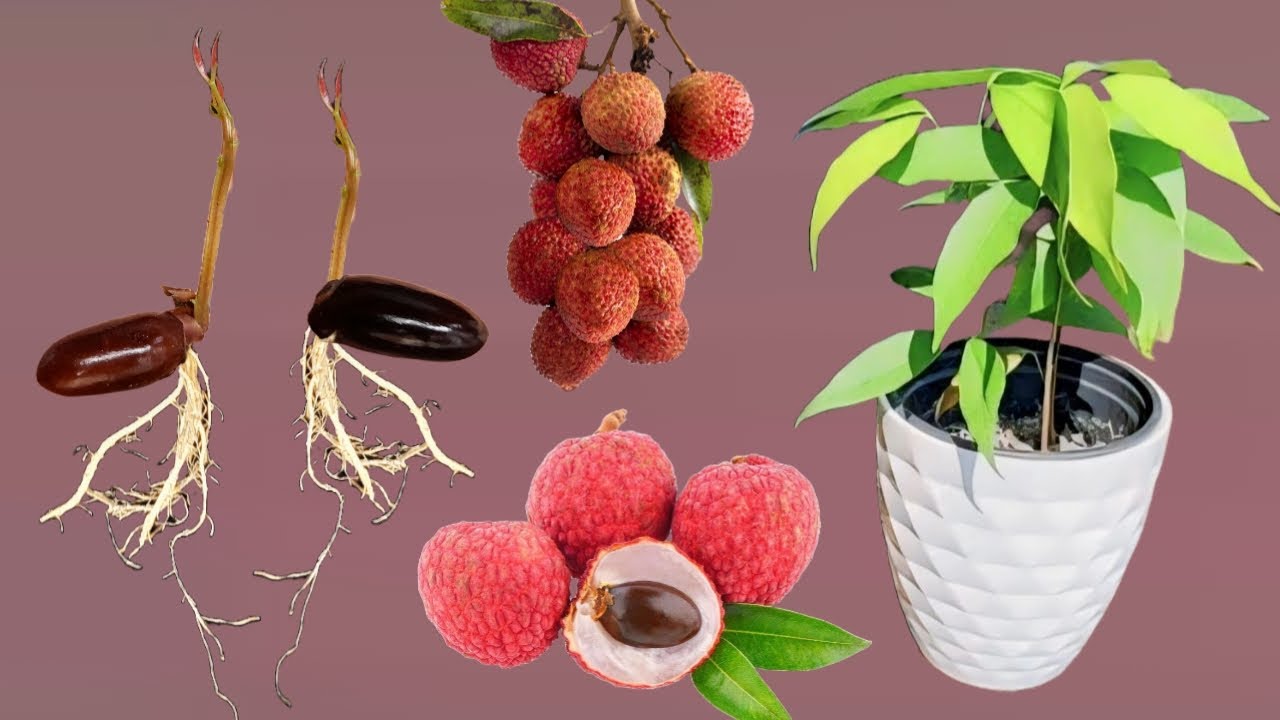 How To Grow Lychee plant Seeds || how to grow lychee from seed, लीची का ...
