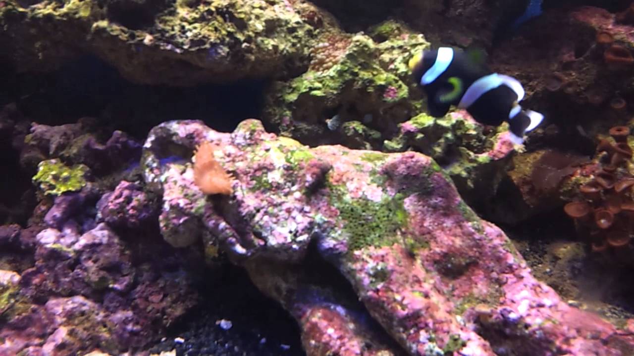 40 Gallon Breeder Reef - YouTube