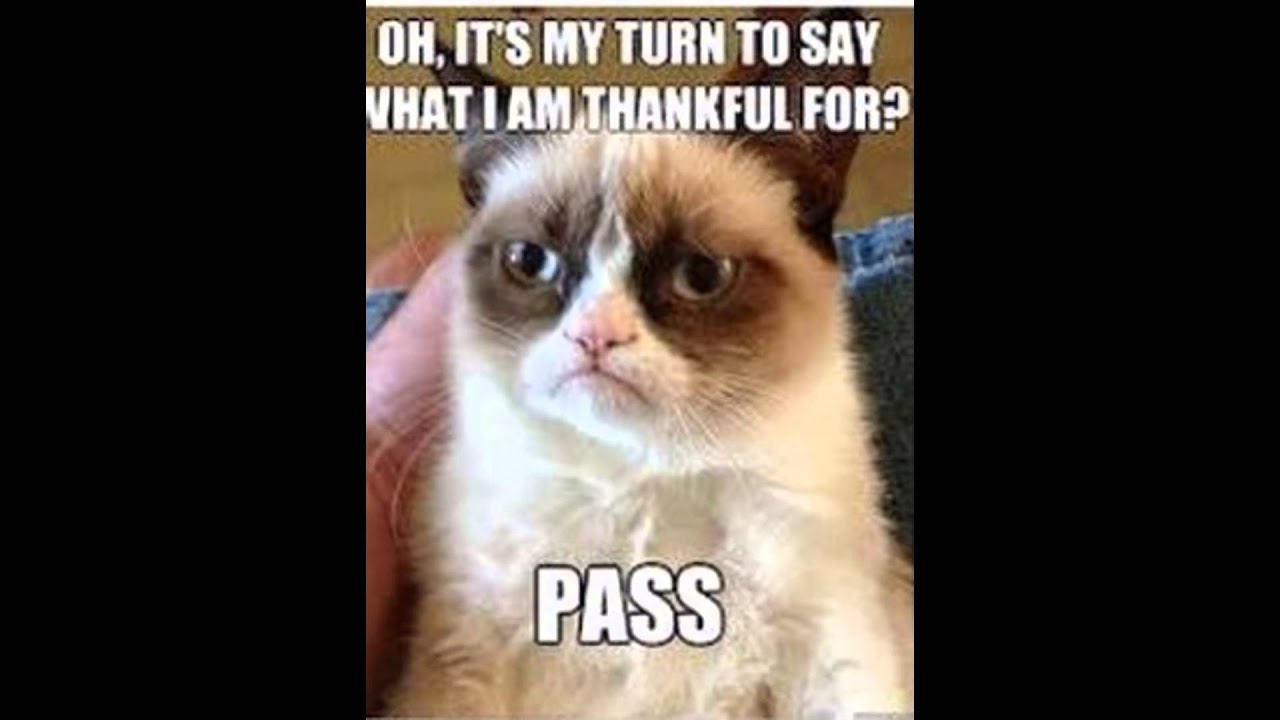 Grumpy Cat omg so rude - YouTube