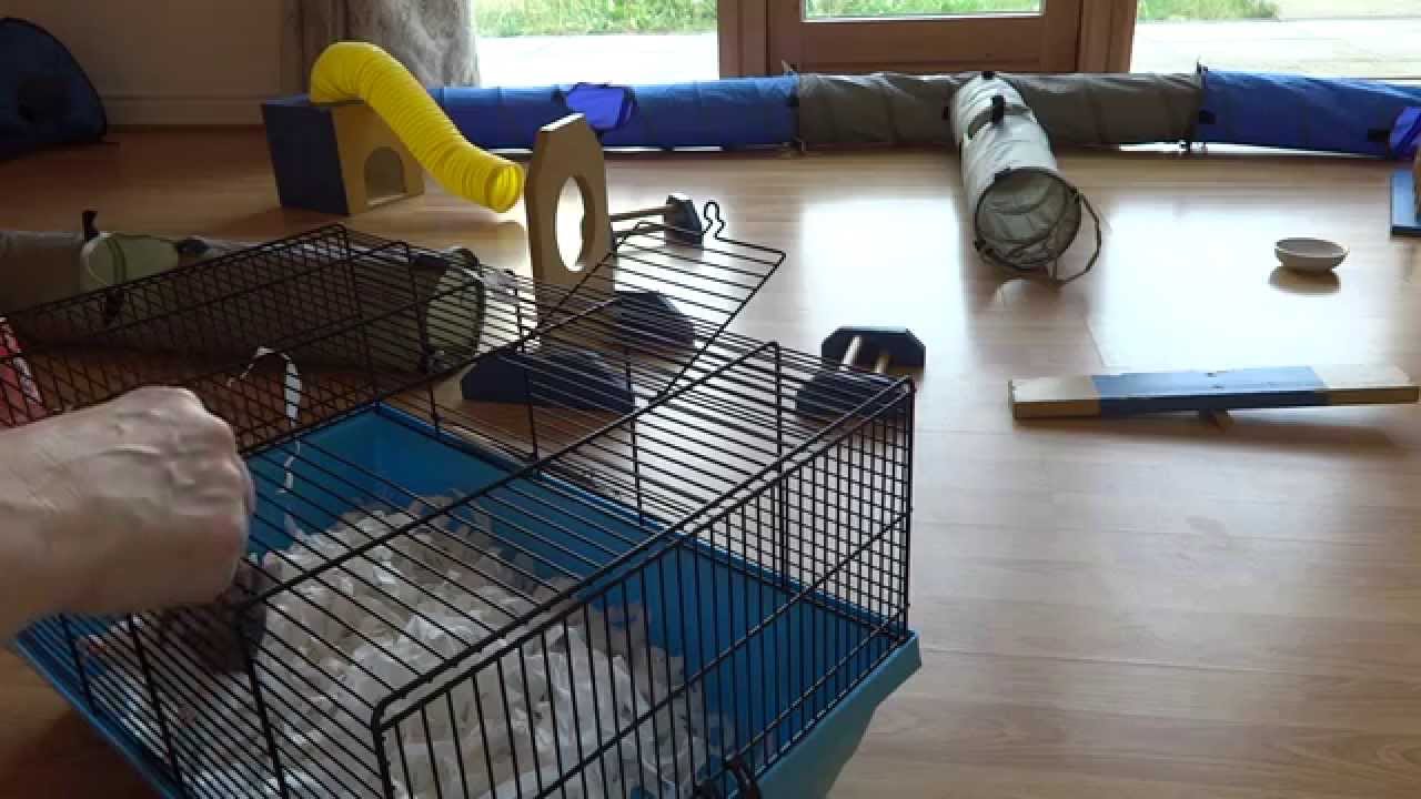 Rat Agility For Fun - YouTube