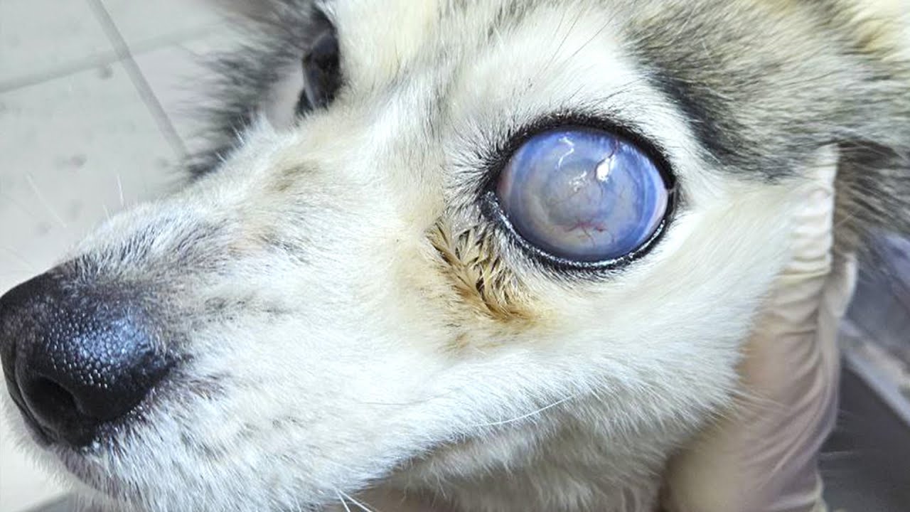 heartwarming Animal Rescues! Huskie with MOON EYES and other animals ...