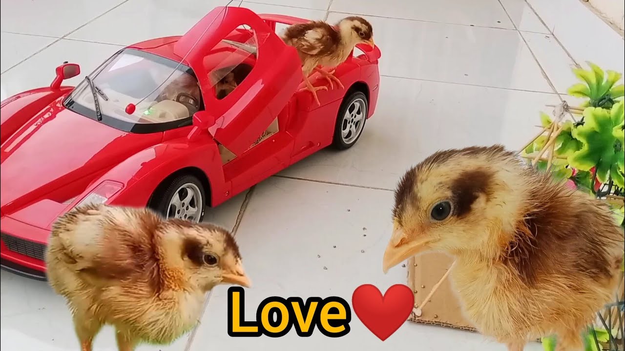 Baby Chickens Outing Traveling In Rc Ferrari Car - YouTube