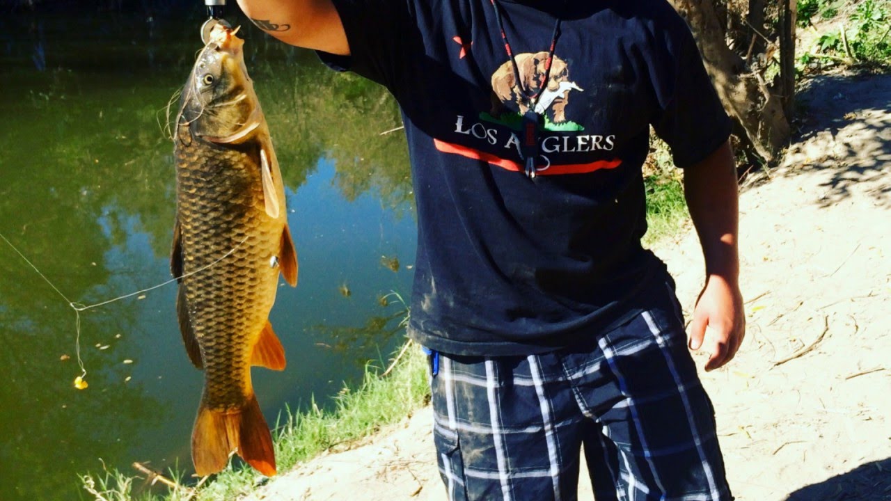 LA RIVER CARP FISHING - YouTube