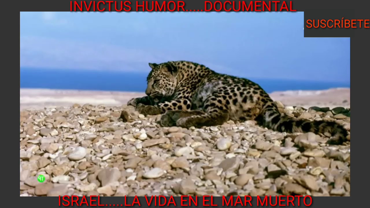 Documental ☆ISRAEL...VIDA EN EL MAR MUERTO☆ INVICTUS HUMOR - YouTube