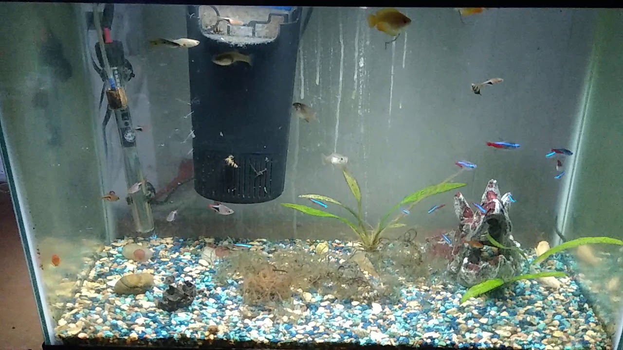 Neon and cardinal tetras, and rasboras - YouTube