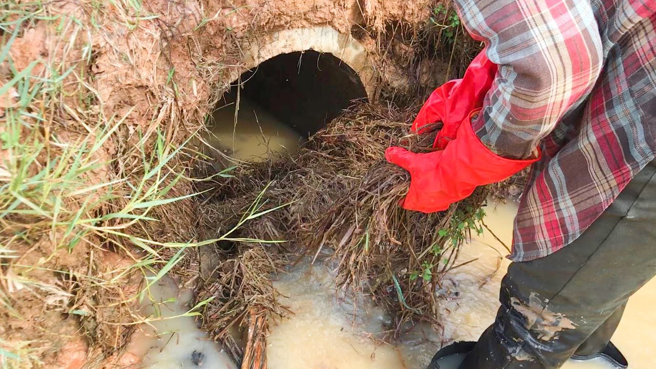 Unclogging Culvert Pipe With Many Straw Of Debris That Stuck In The ...