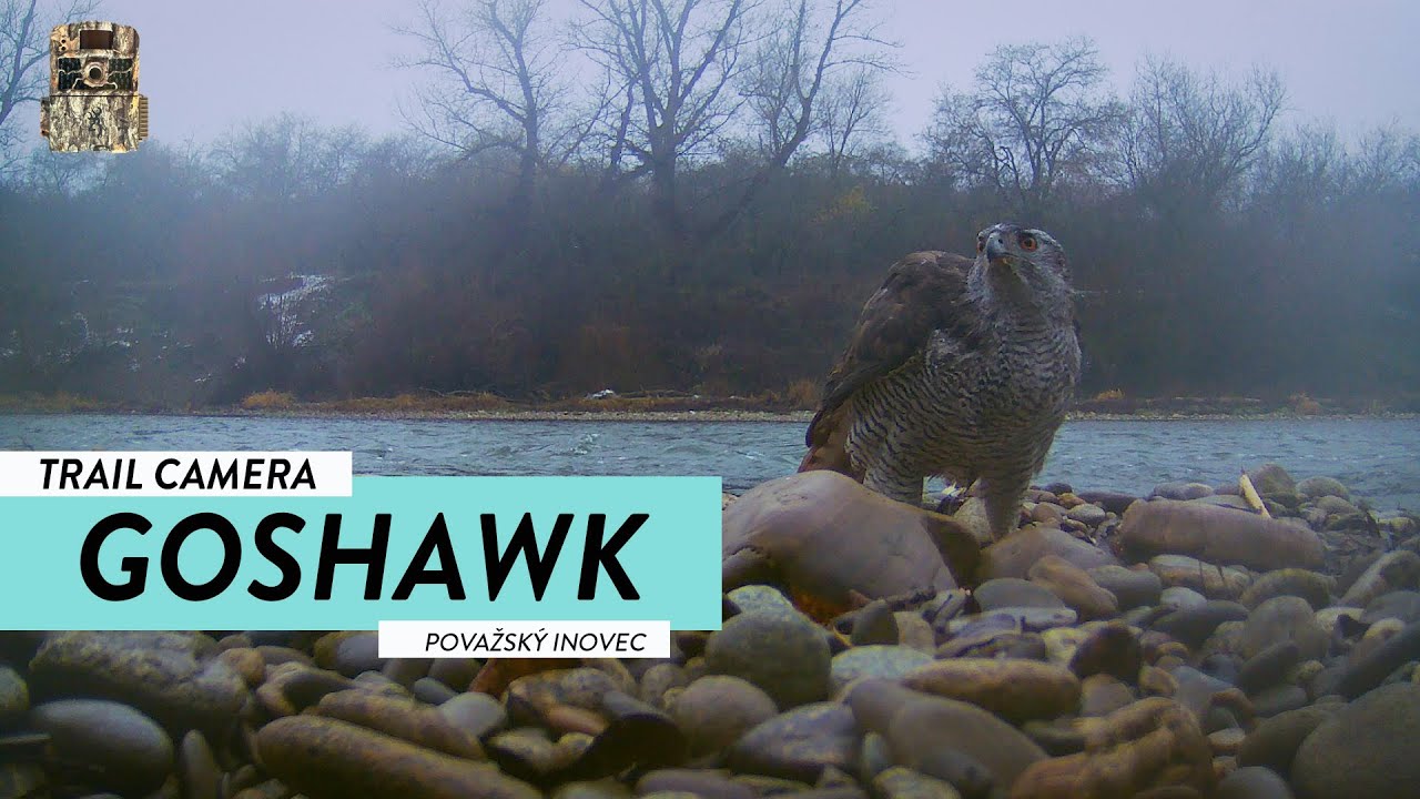 Trail Camera GOSHAWK / Považský Inovec Mountains west side - YouTube