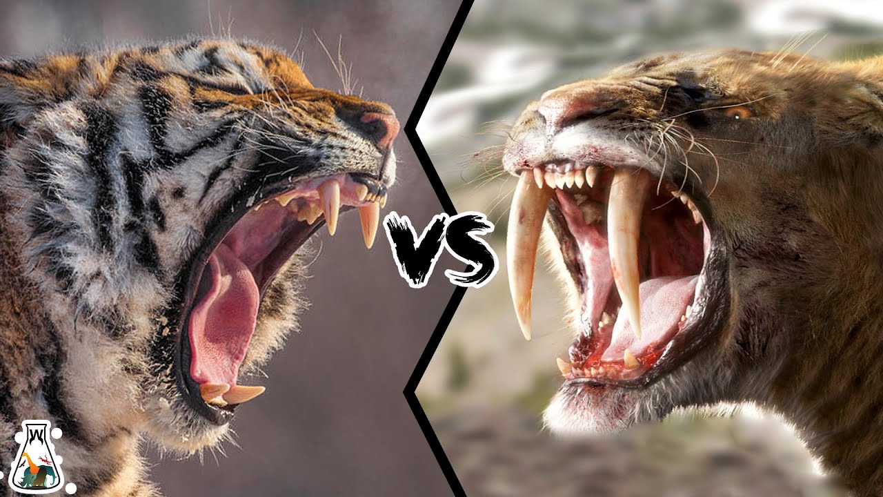 Smilodon Vs Saber Tooth Tiger