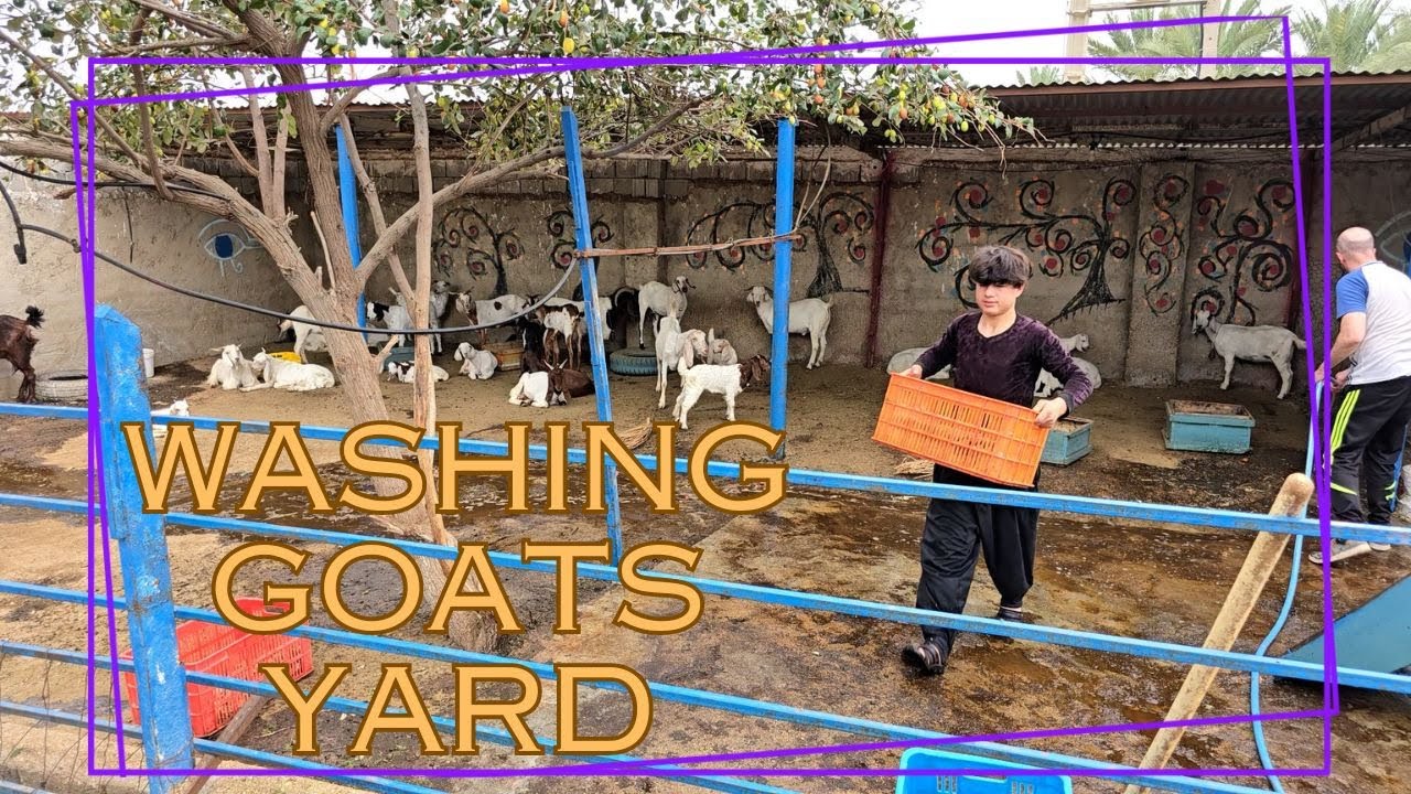 Washing Goats Yard: Washing Goats Yard Clean - YouTube