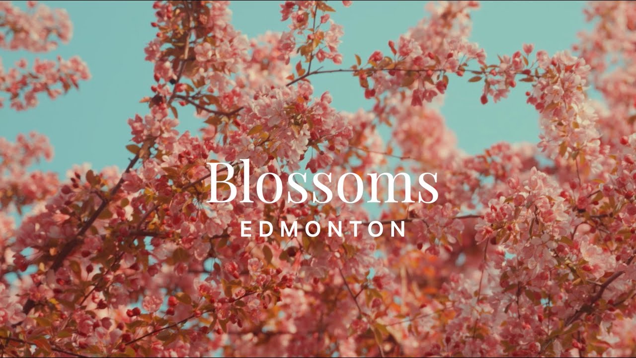 Cherry Blossoms in Edmonton, Alberta 2024 - YouTube