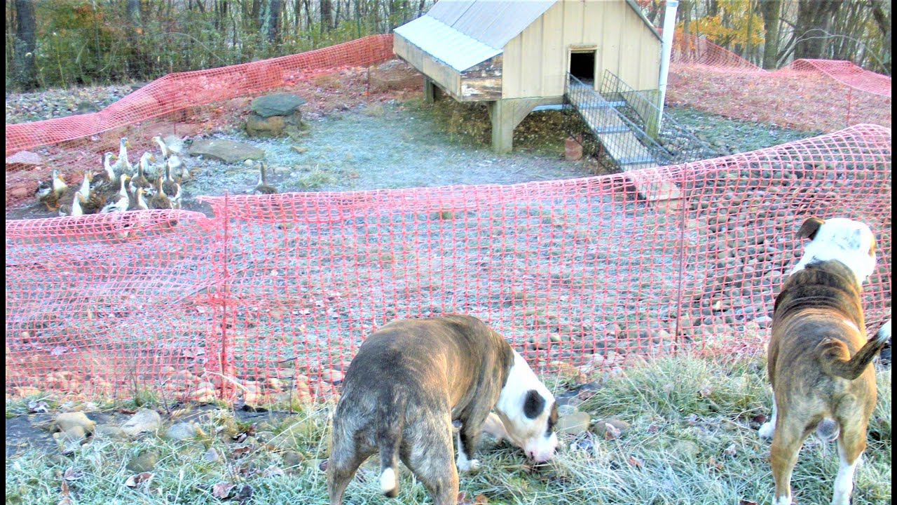 Alapaha's On A Crisp November Morning! - YouTube