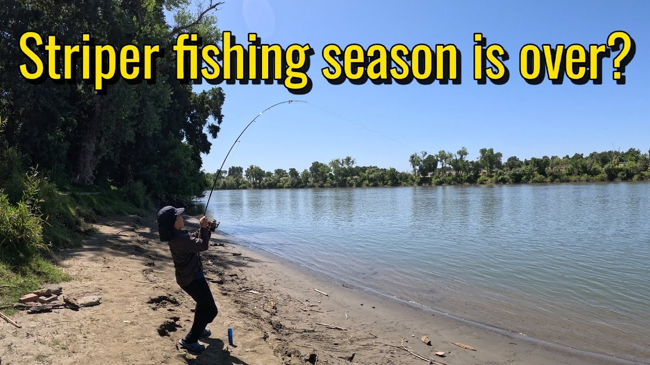 Striper Fishing at Sacramento River, Garden Highway | The bite is ...