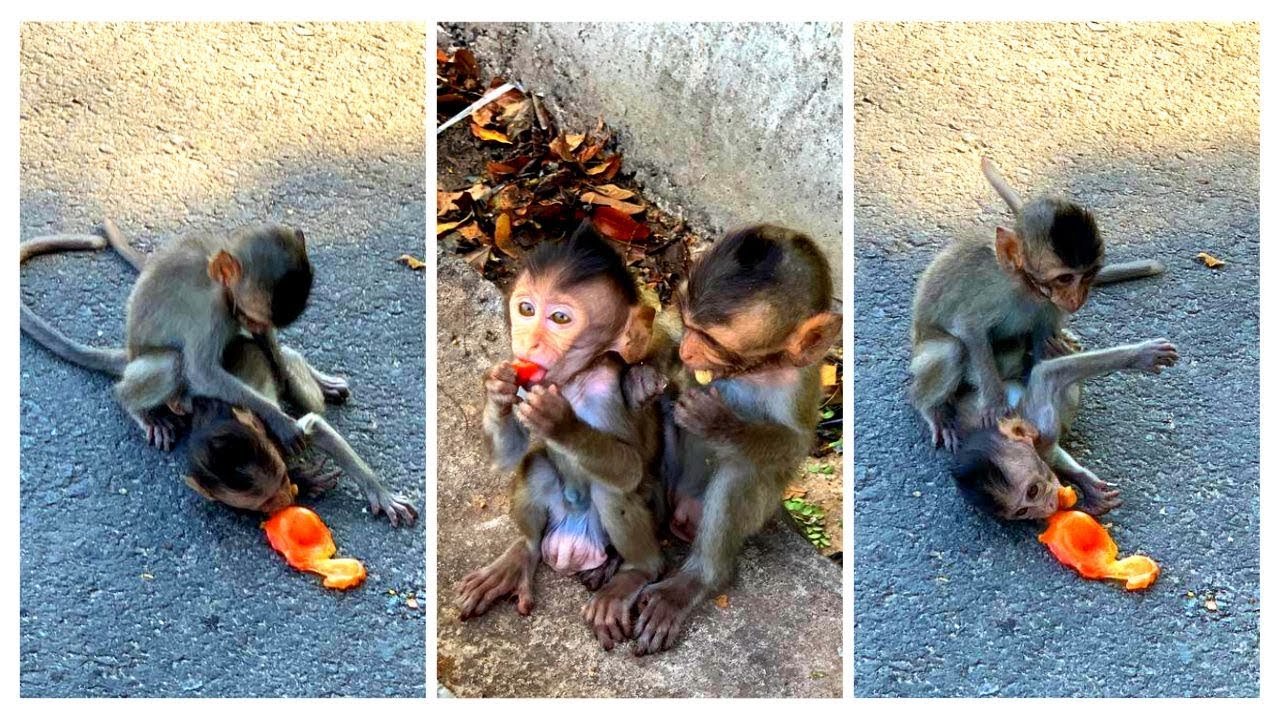 Baby monkey eats tomatoes l Viral Monkey 4K Animal Footage - YouTube