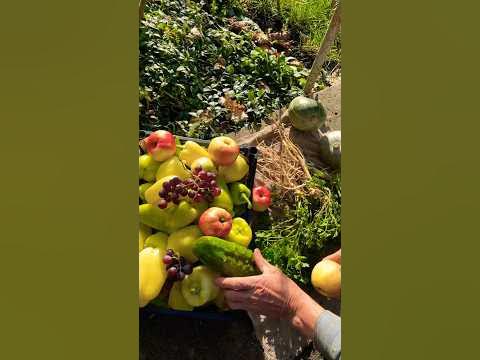 Последний в Тольятти октябрьский огурец #дача #tour #voyage #огурец # ...