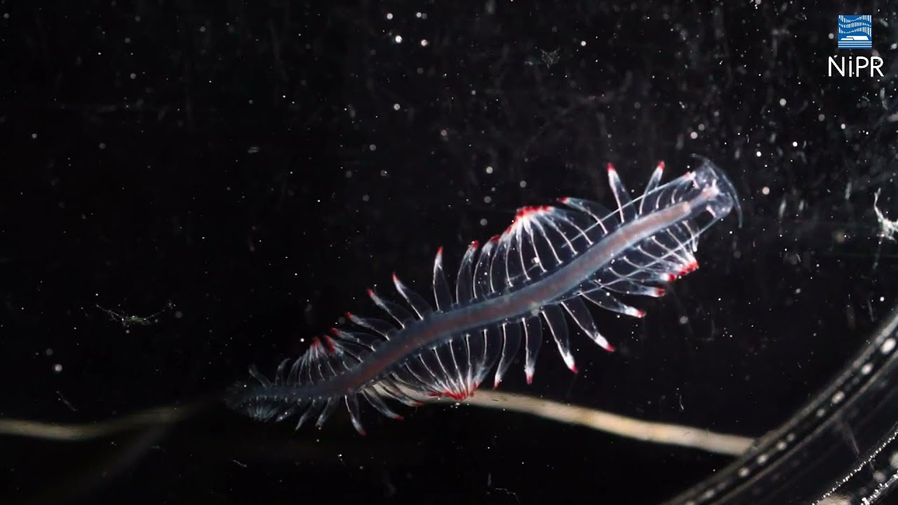 【極地研公式】#69 オヨギゴカイのなかま トモプテリスの一種（極地研探検2021 オンライン展示） - YouTube