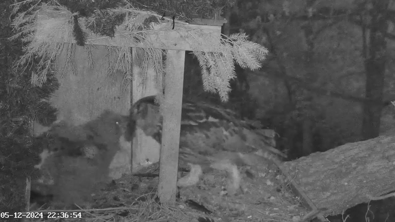 Kassiakk::Eagle Owl~Owlet swallows a small rodent, brought by Hugo ...