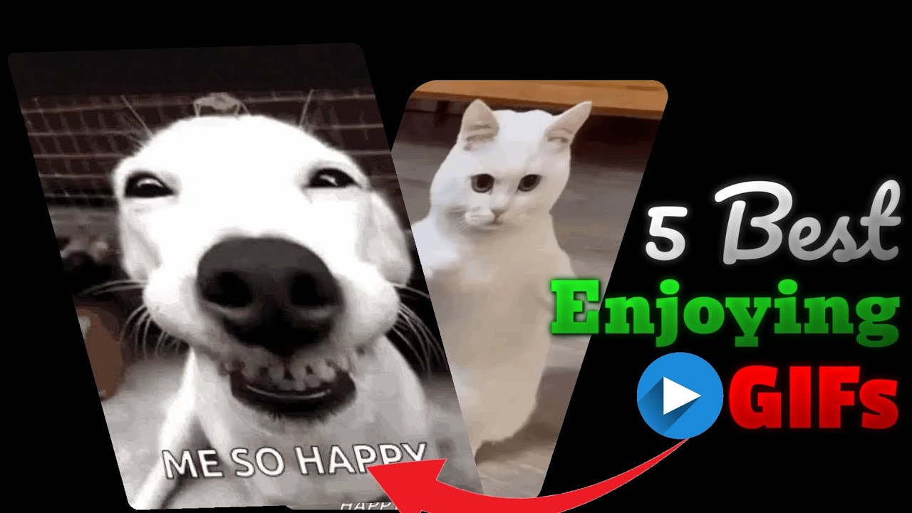 Top 5 Enjoying GIFs For Your Videos - Free To Use - Copyrights Free ...
