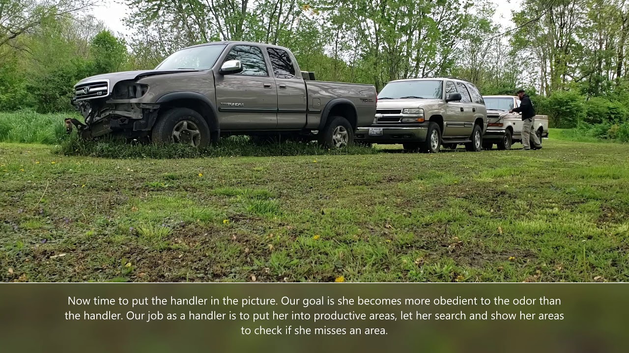 Detection dog training, Vehicle searches - YouTube