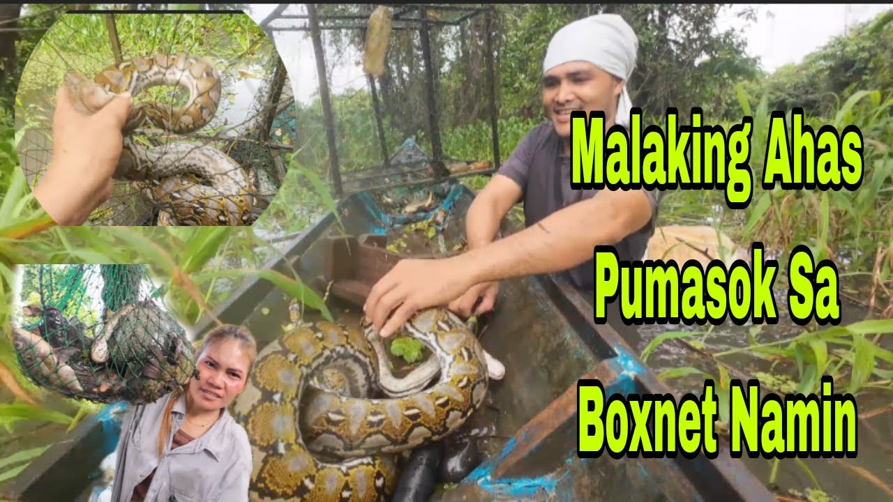 MALAKING AHAS PUMASOK SA BOXNET NAMIN - YouTube