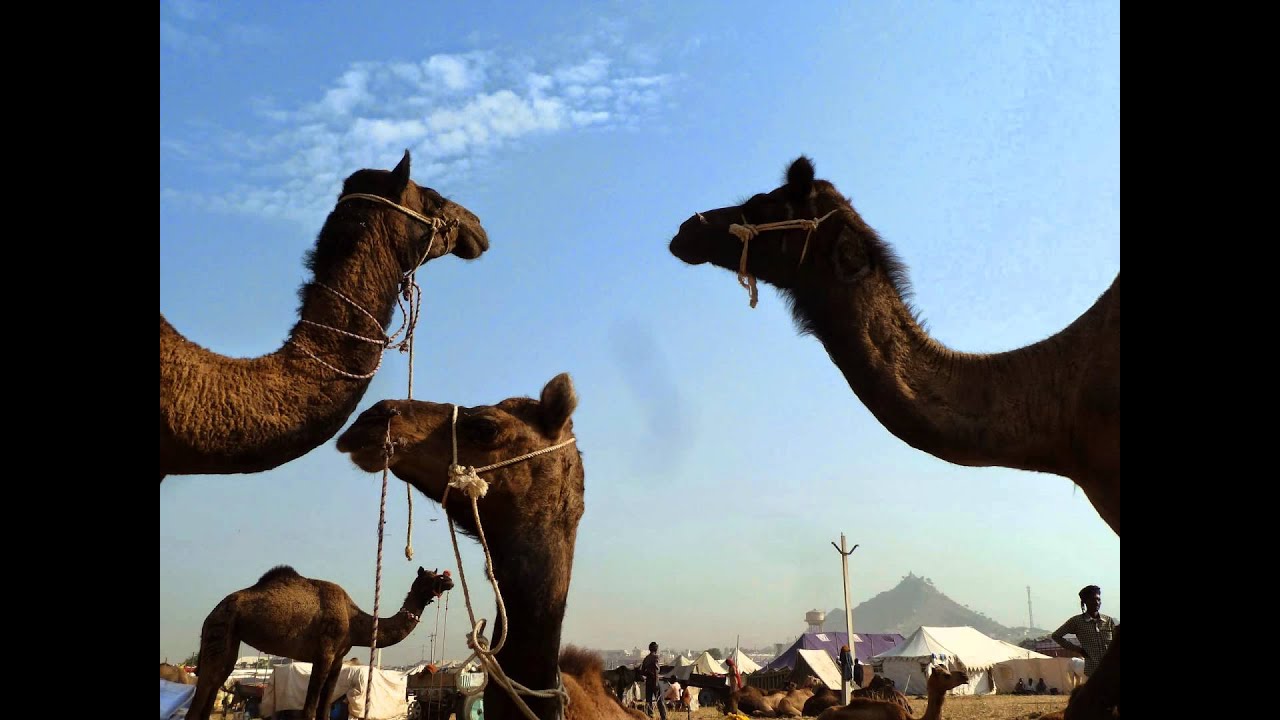 camel romance - YouTube