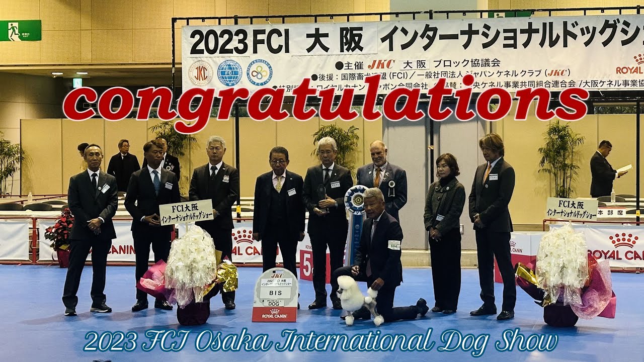 【速報】2023FCI Osaka International Dog Show BEST in SHOW - YouTube