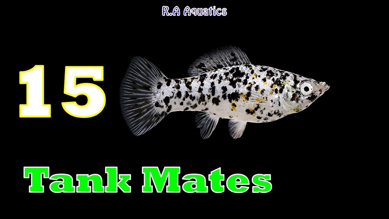 Top 15 Tank Mates for Molly Fish | Best Tank Mates of Molly Fish ...