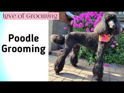 How To Cut Poodle Bracelets