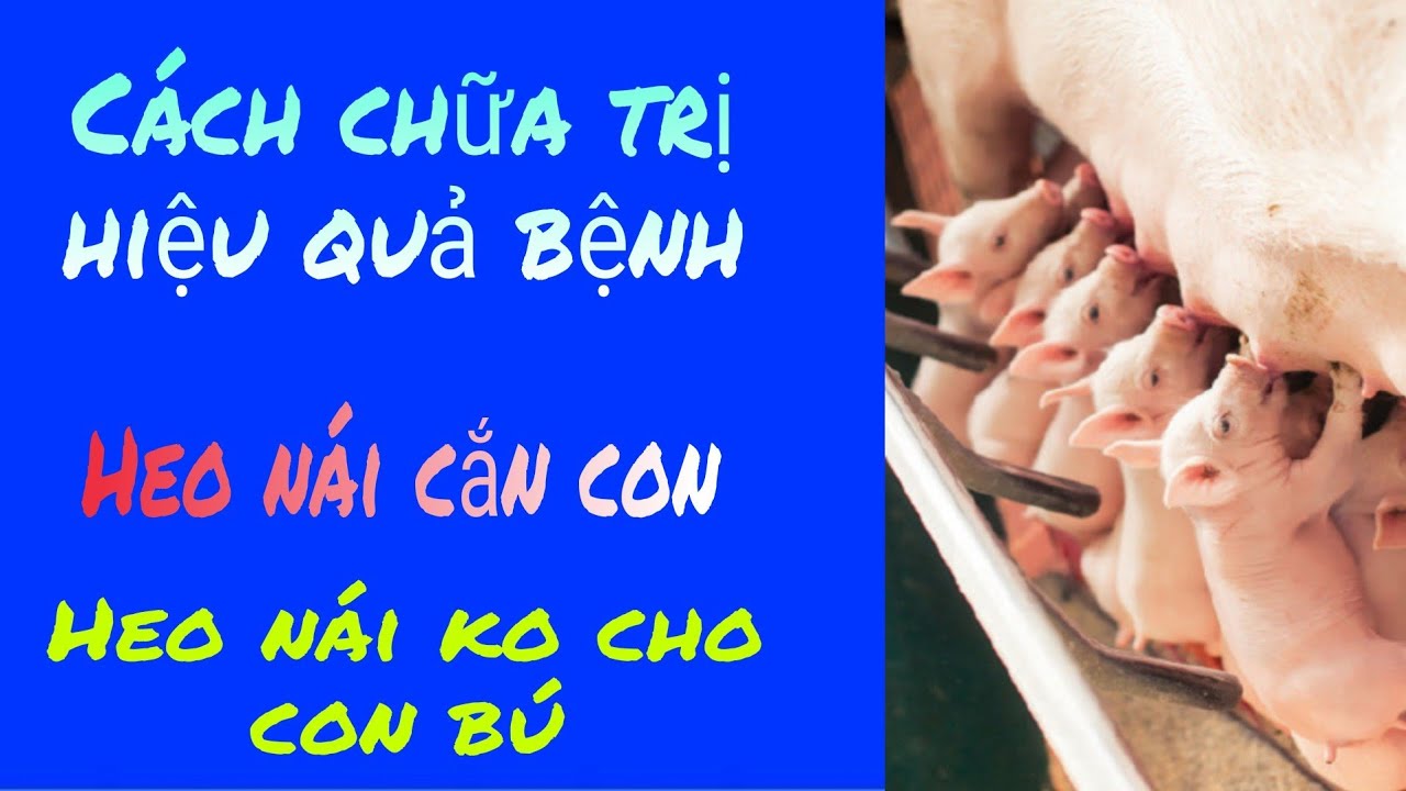Heo nái không cho con bú, heo nái cắn con / cách khắc phục - YouTube
