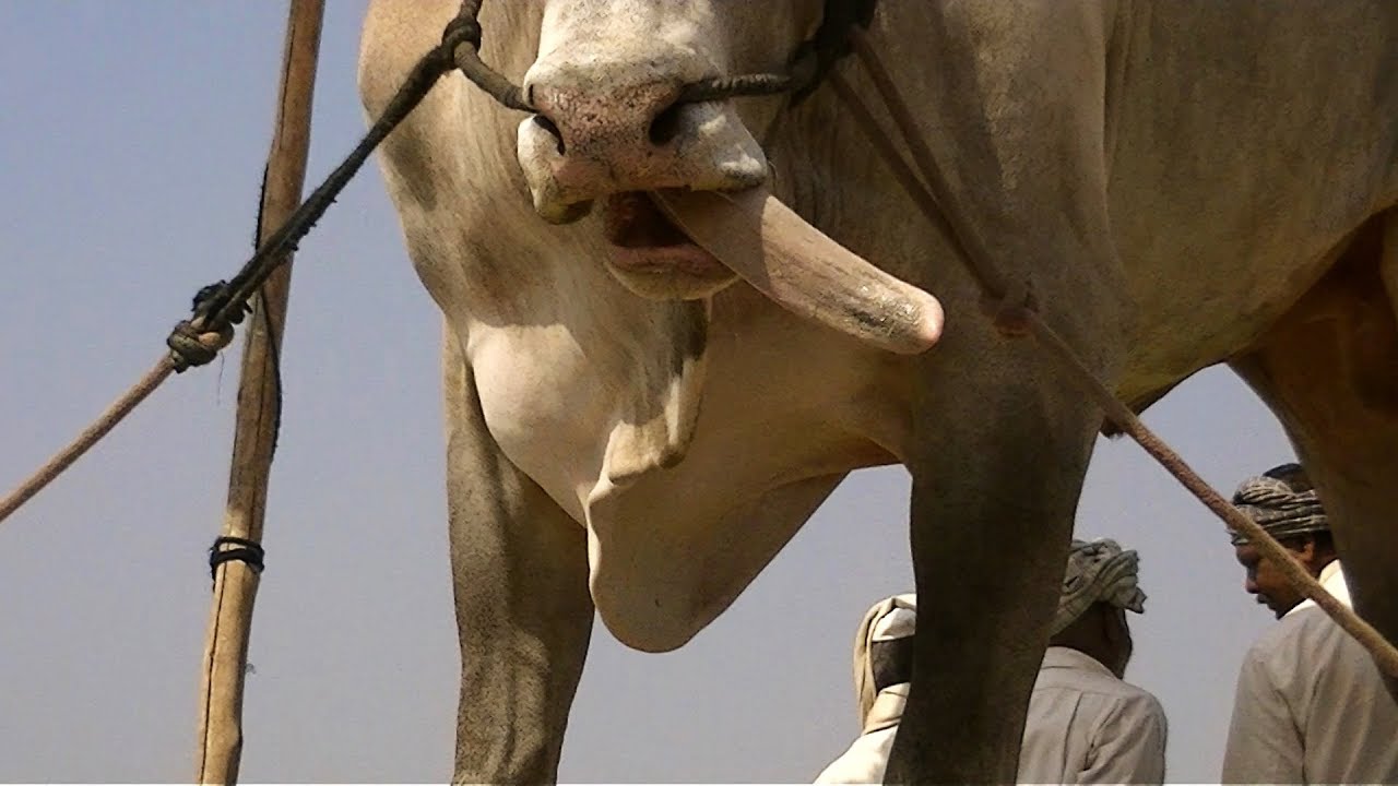 Stud bull from Indi earns 50 thousands a month - YouTube