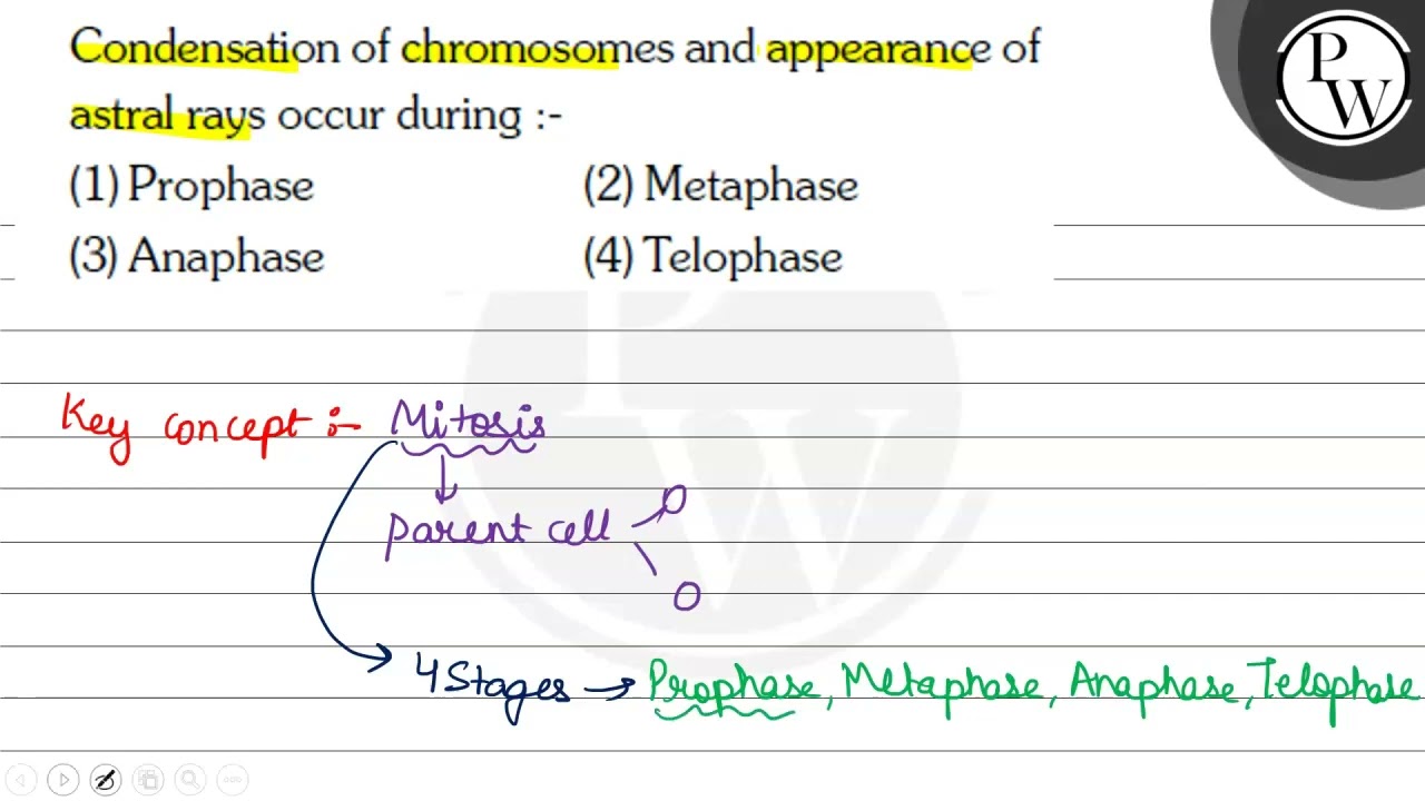 Condensation of chromosomes and appearance of P astral rays occur ...
