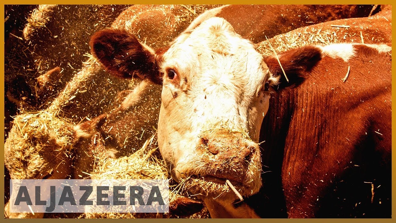 Somali land prepares for mass cattle trade - YouTube