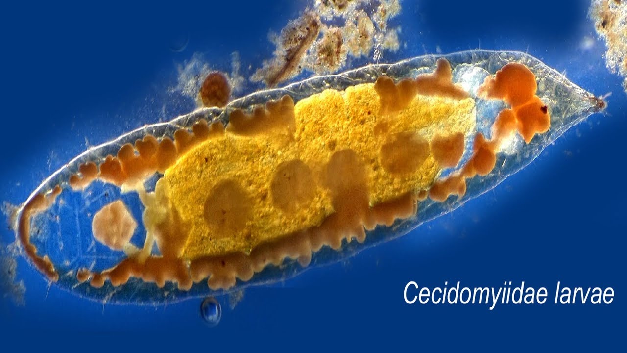CECIDOMYIIDAE - YouTube
