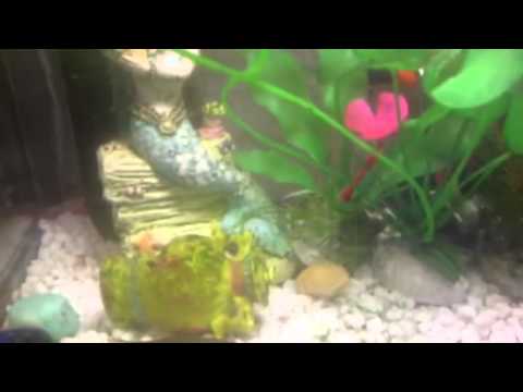 Aquael princess aquarium with polyfilter after 2years with - YouTube