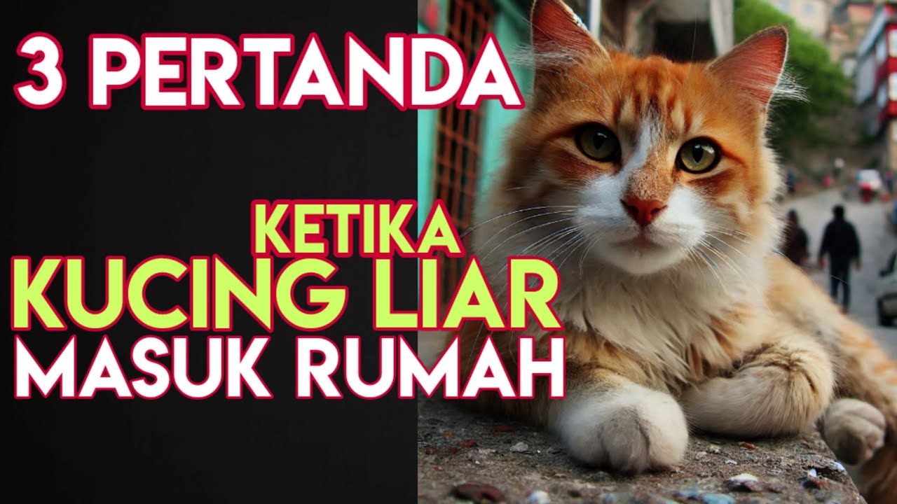 3 PERTANDA KUCING MASUK RUMAH - YouTube