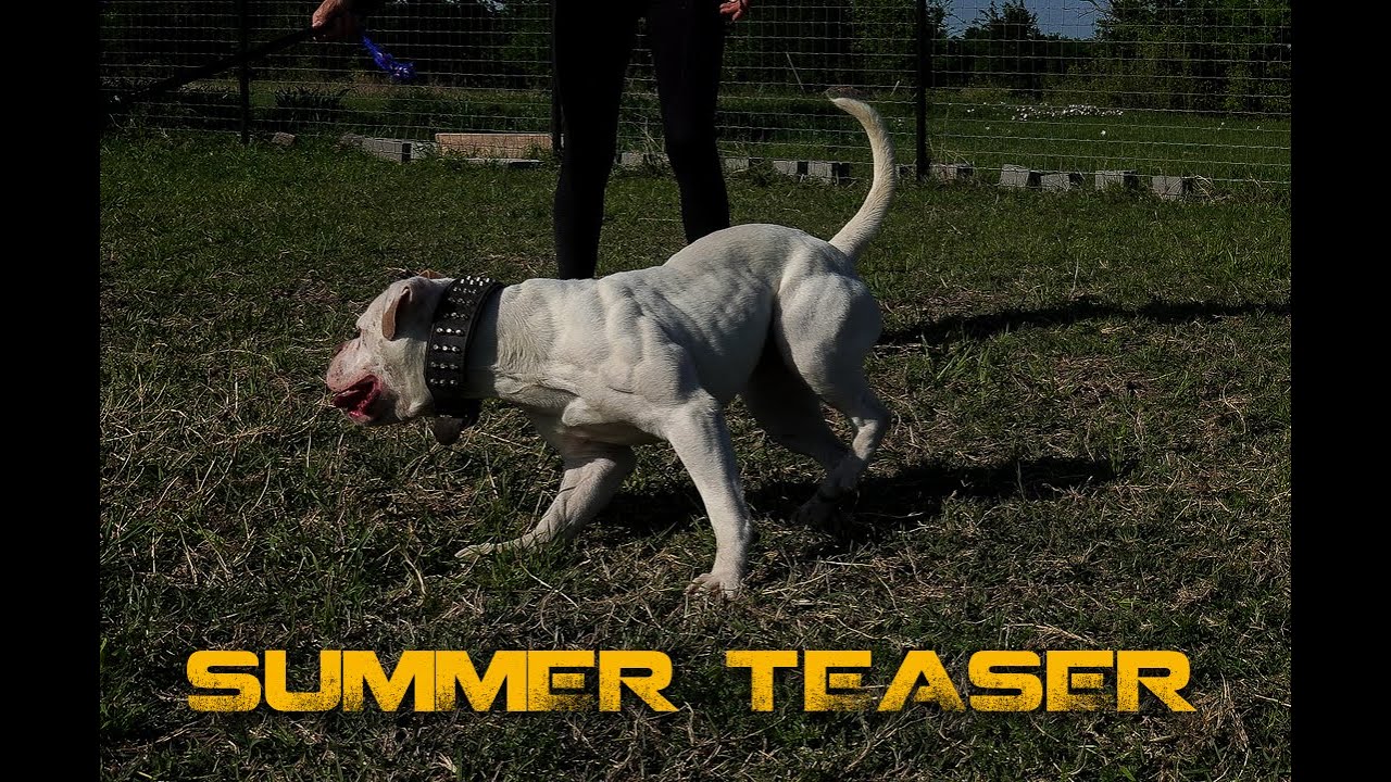 Cannon Bulldogs Summer Teaser - YouTube