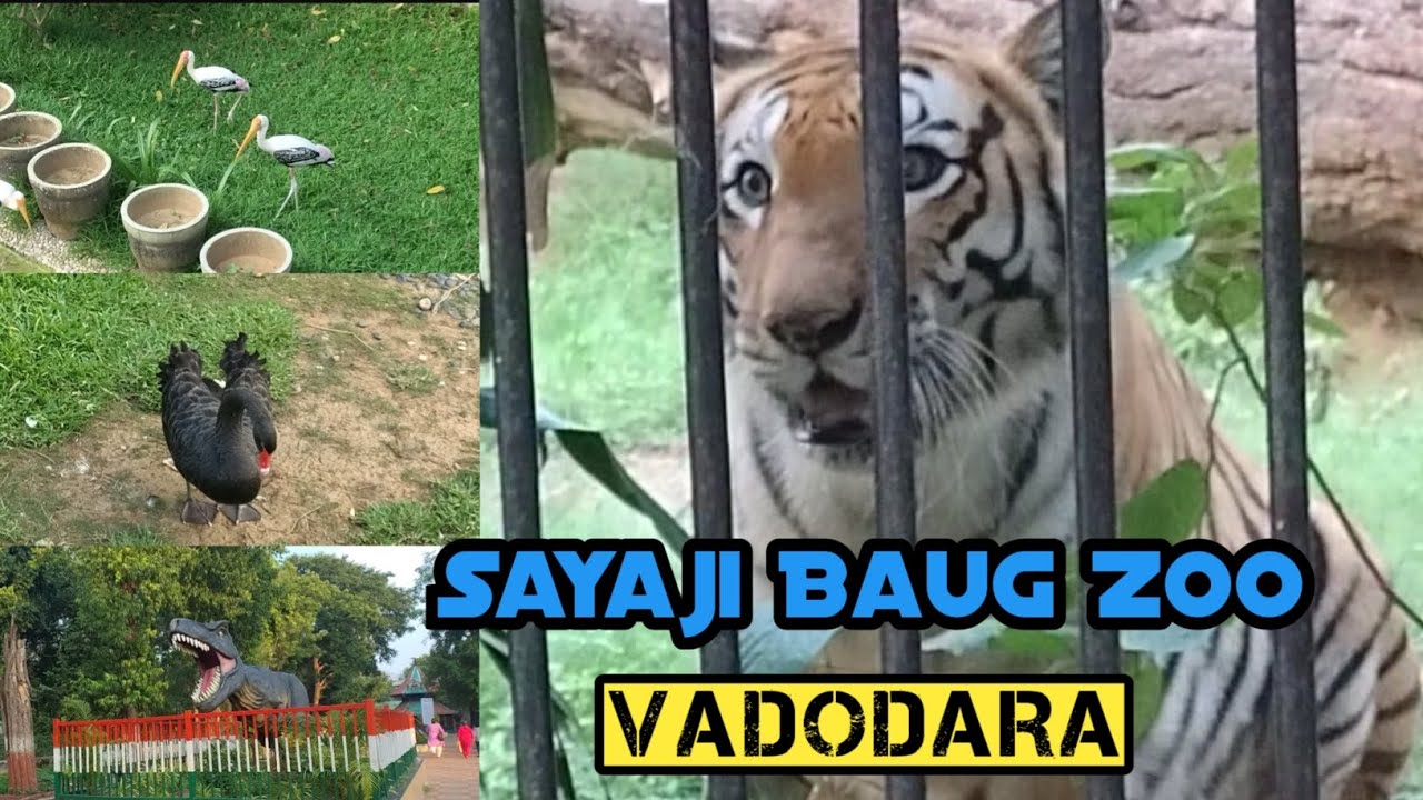 Siyaji Baug Zoo || BADODARA ||#siyaji #zoo #vadodara - YouTube